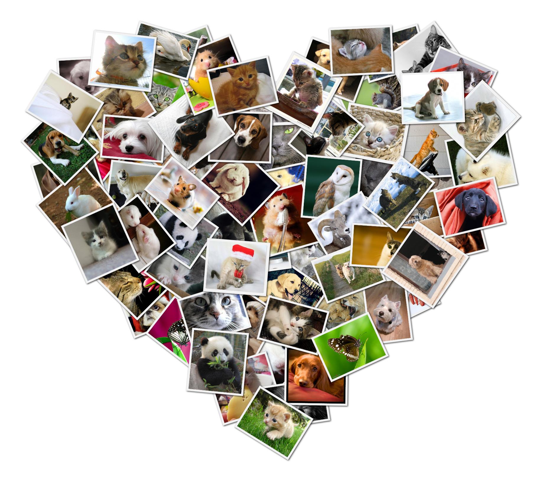 Kola Ze Zdje Shape Collage Pan Informatyk